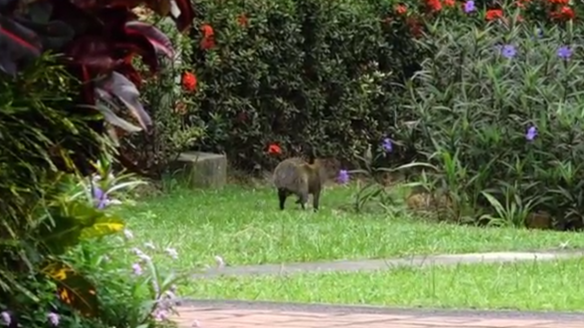 Conoce más sobre la biodiversidad de Panamá