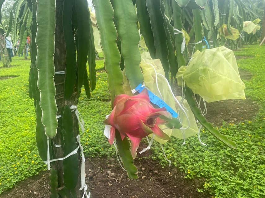 Chiriquí incursiona en la producción de pitahaya