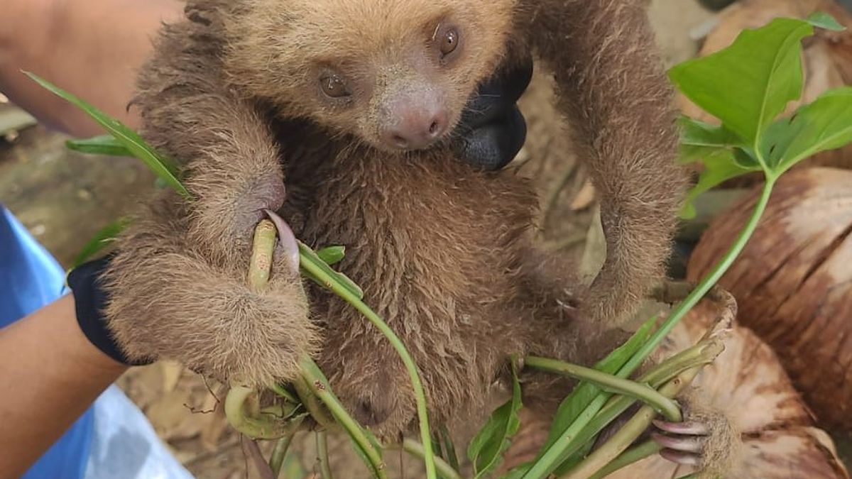 Crece presencia de animales silvestres en residenciales