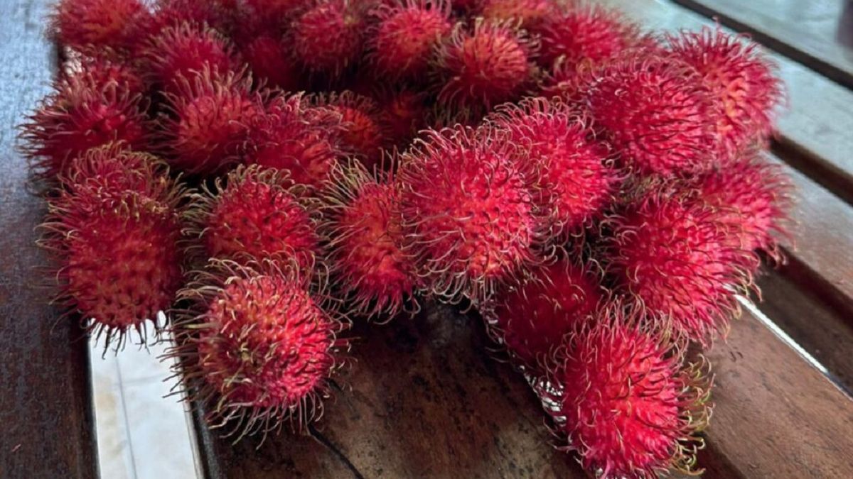 Mamón chino chiricano incursiona en el mercado de Nueva York