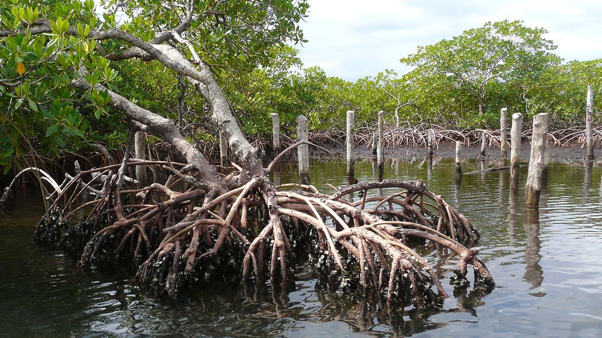 El Compromiso por la Naturaleza de Panamá, modelo para la conservación ...