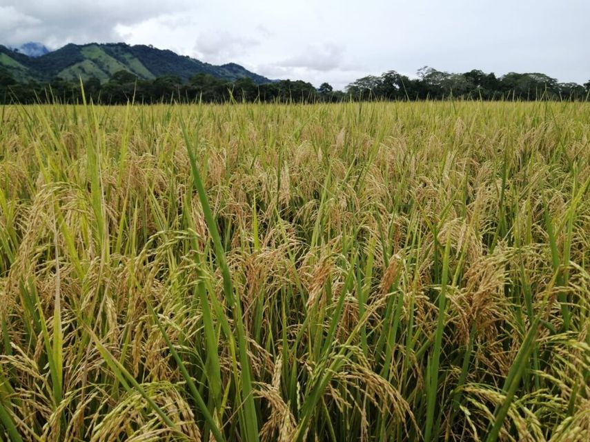 MIDA reporta 83,496.40 hectáreas de arroz sembradas