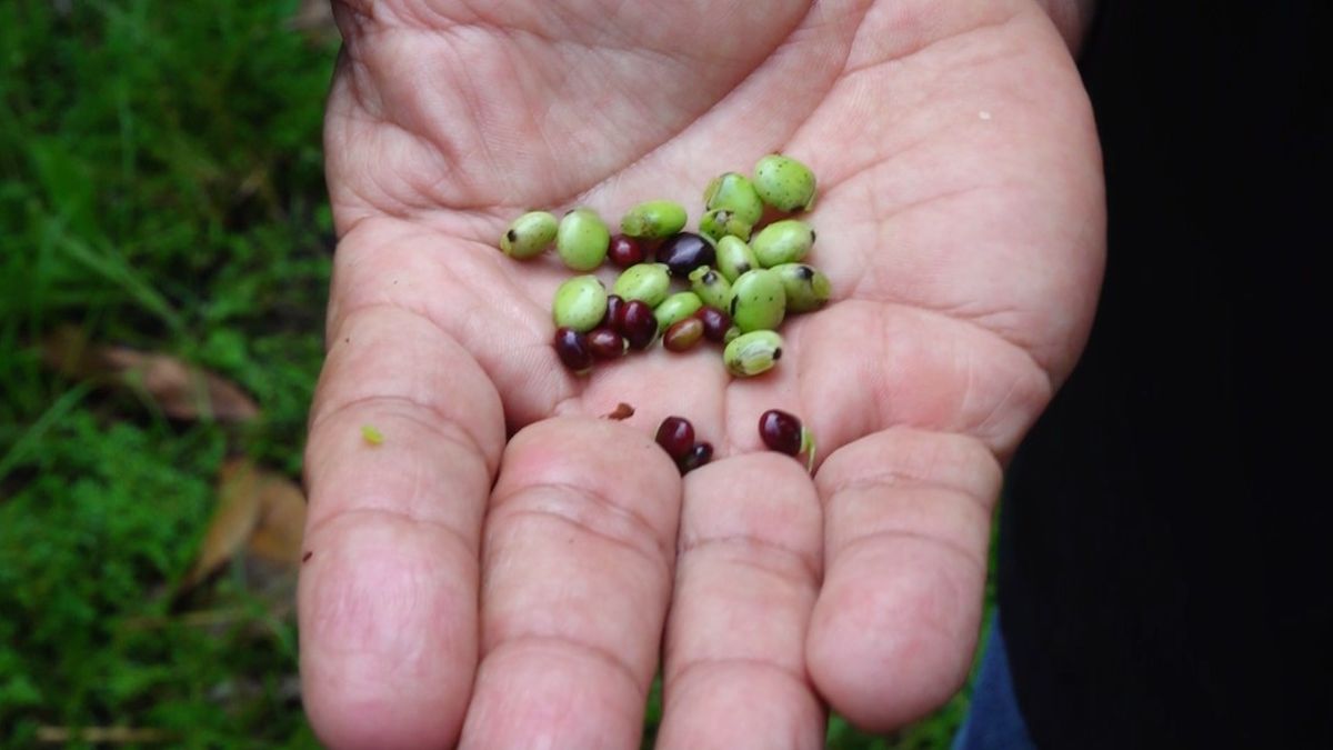 Chiriquí: Productores de guandú advierten sobre antracnosis