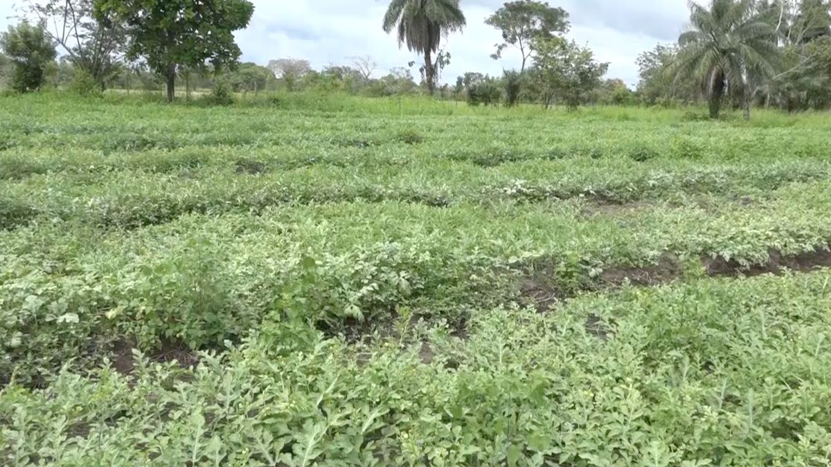 Alanje: Productores piden más apoyo por temporada seca