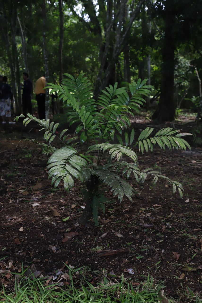 Parque Municipal Summit logra certificación de Jardín Botánico luego de ...