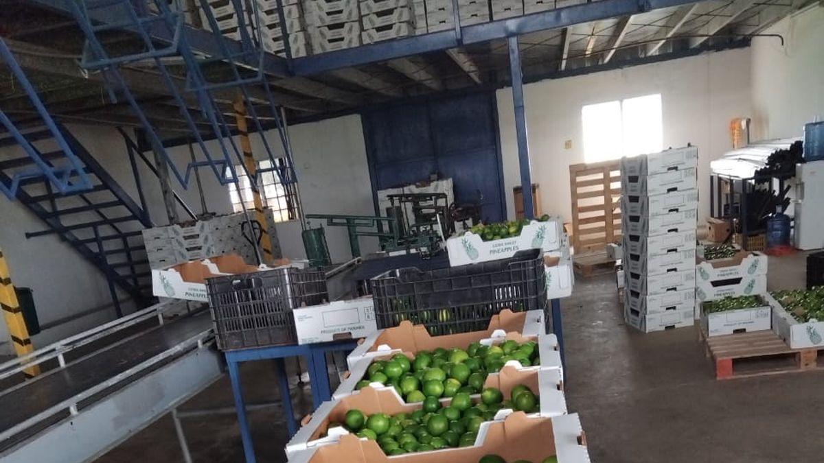 Jengibre, otoe y limón de Panamá Oeste llegan a mercados del Caribe