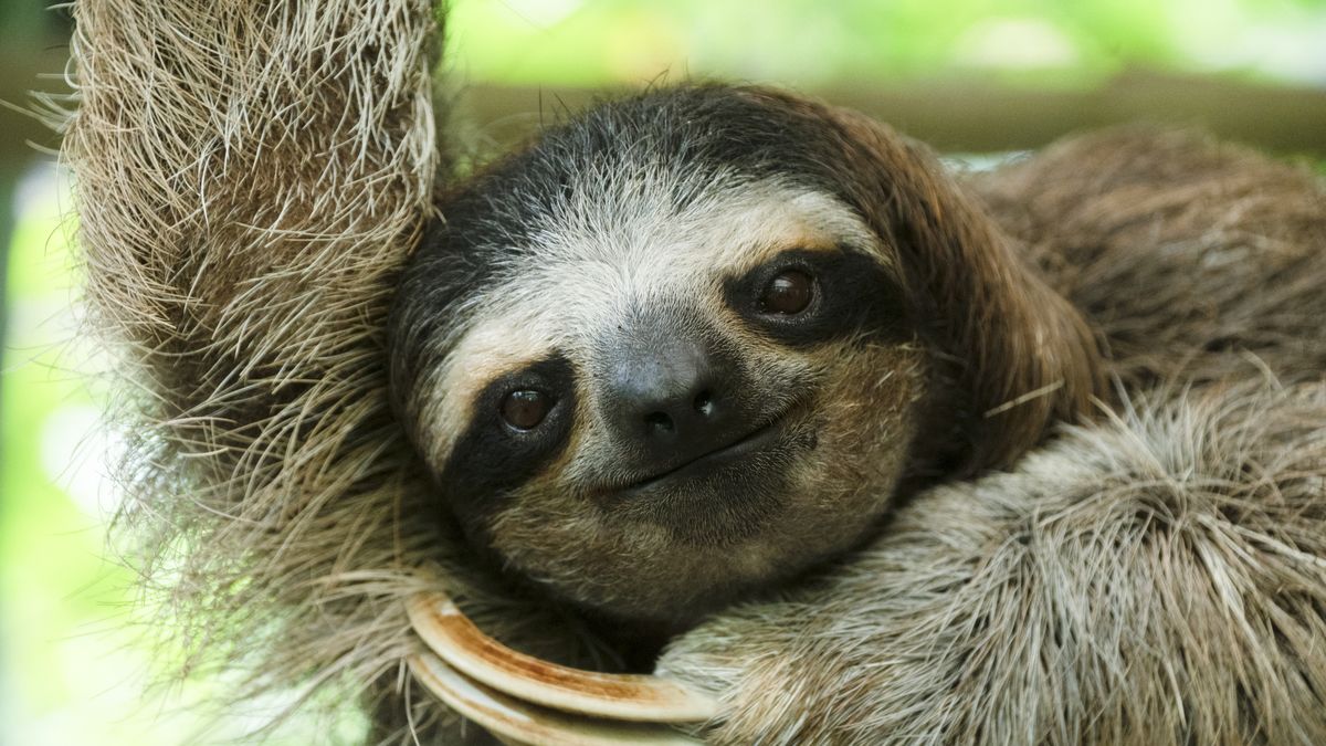 Perezosos de Costa Rica abren nueva vía hacia antibióticos