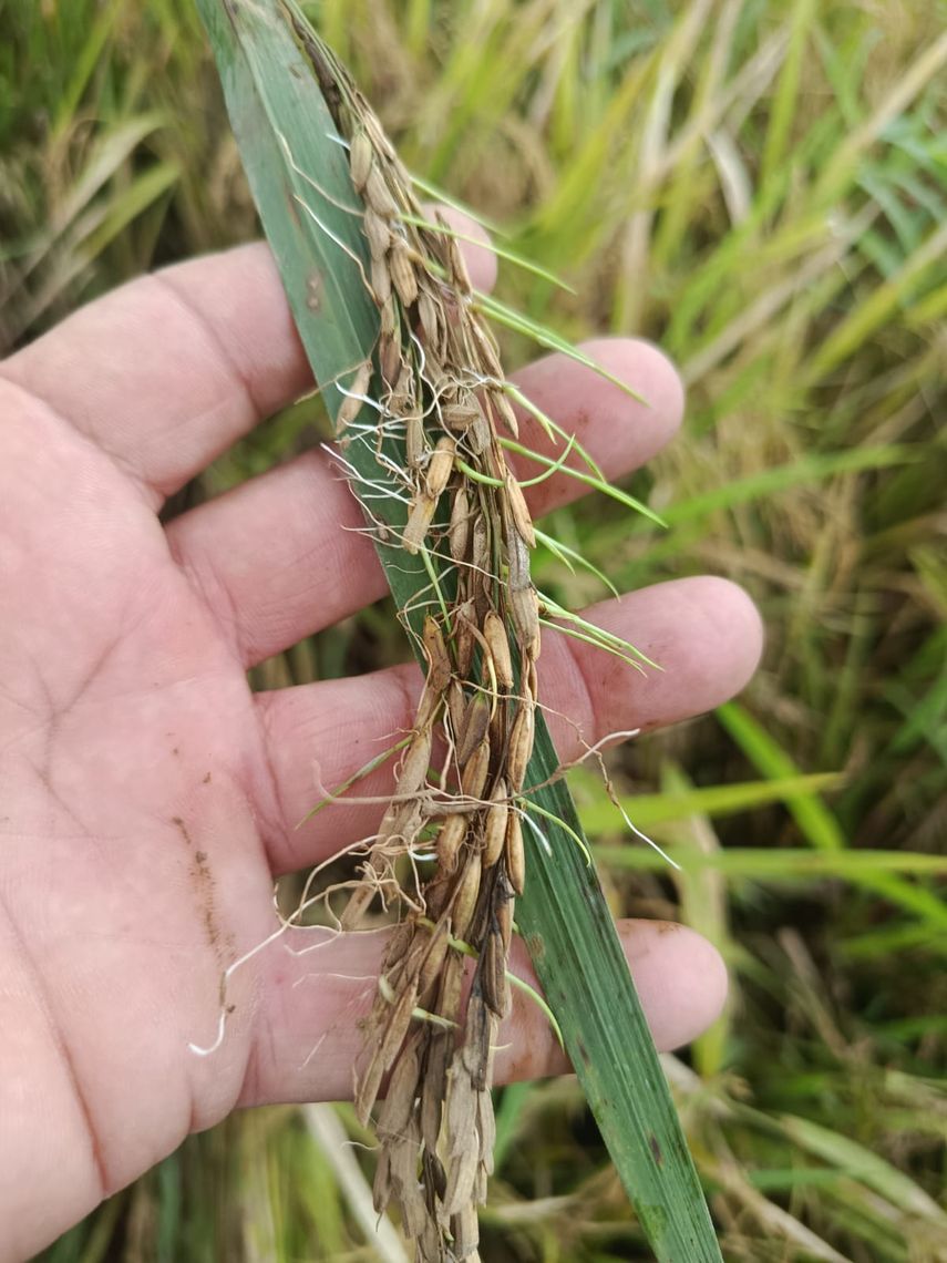 ISA pagará indemnizaciones a productores afectados por recientes ...