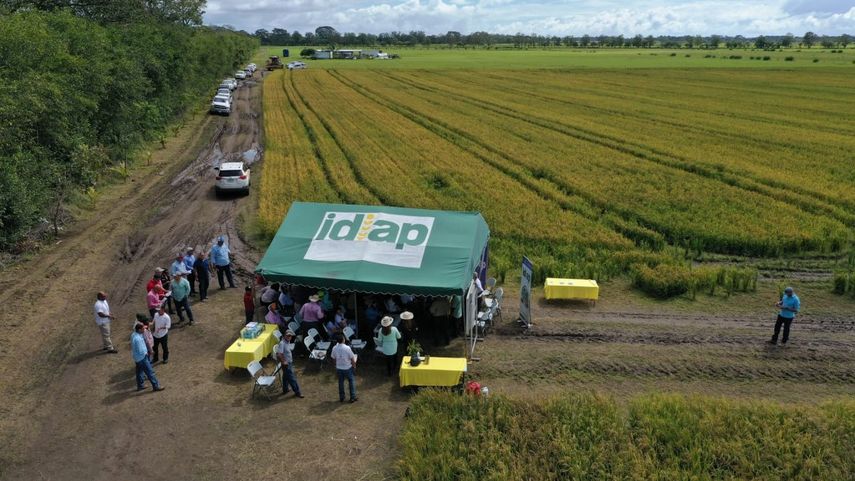 Alanje: IDIAP libera nueva variedad de arroz