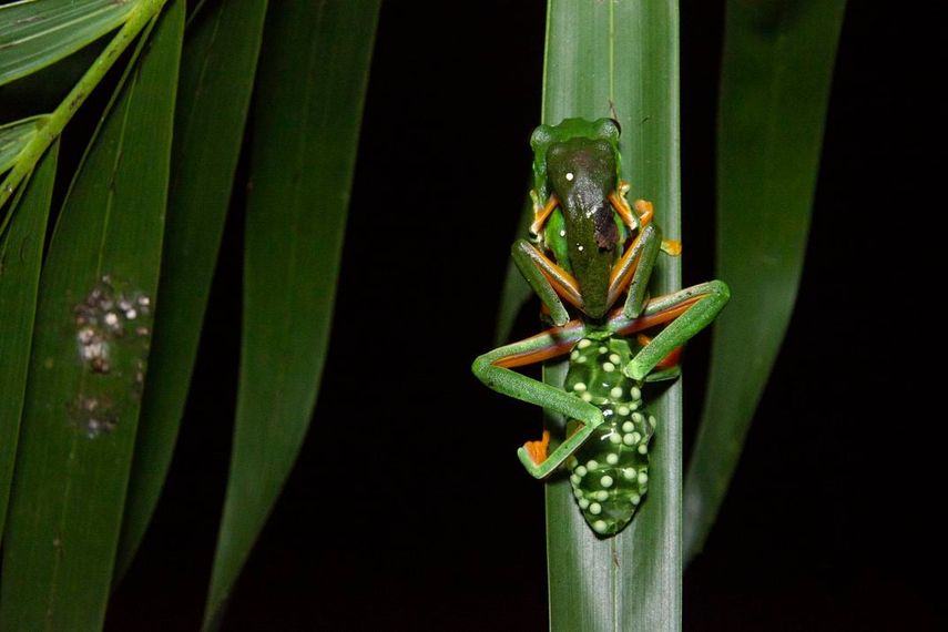 Descubren en Panamá que rana endémica eclosiona antes si hay calor para ...