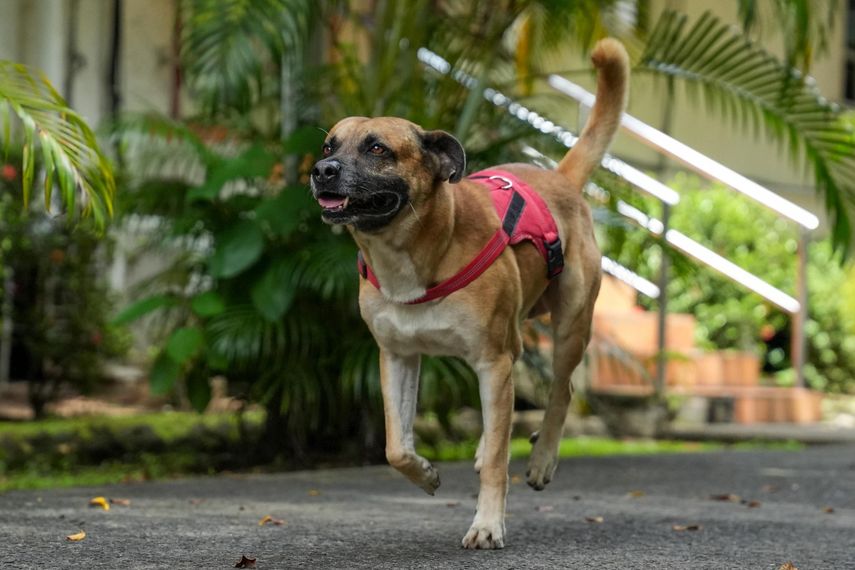 Rocco: el perro rescatado que simboliza segundas oportunidades en ...