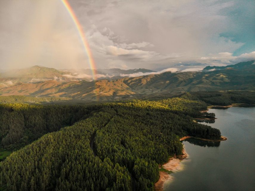 ¿Conoce la grandeza de los bosques en Panamá?