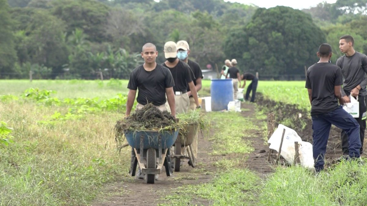 Chiriquí: Estudiantes trabajan en huerto modelo