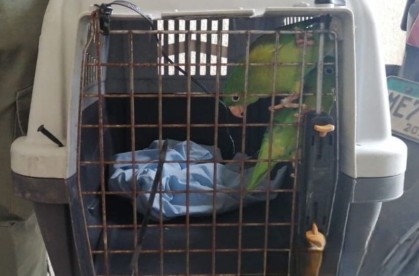 MiAmbiente rescata a mono tití y a dos perico barbinaranja