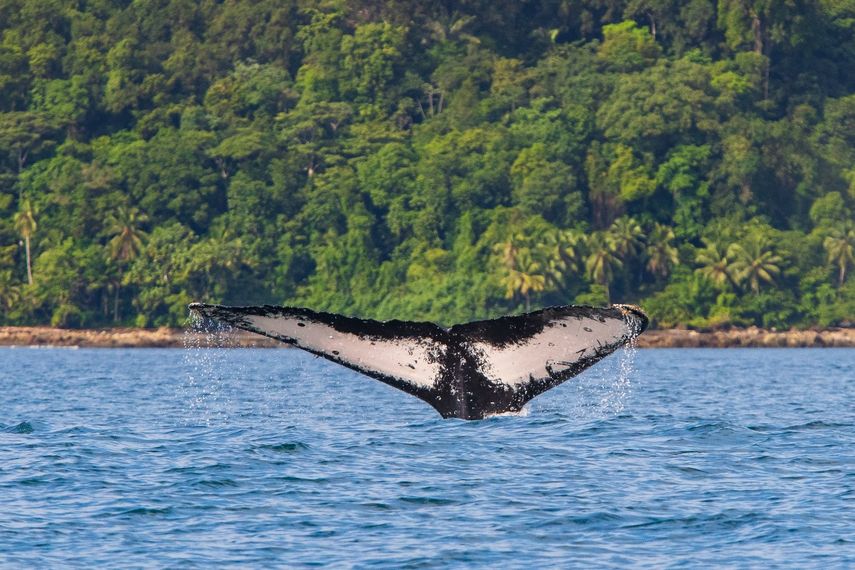 Panamá amplía área protegida con el Refugio de Vida Silvestre Saboga
