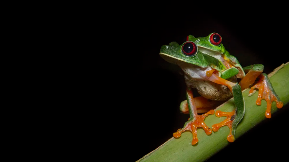 Descubren en Panamá que rana endémica eclosiona antes si hay calor para ...