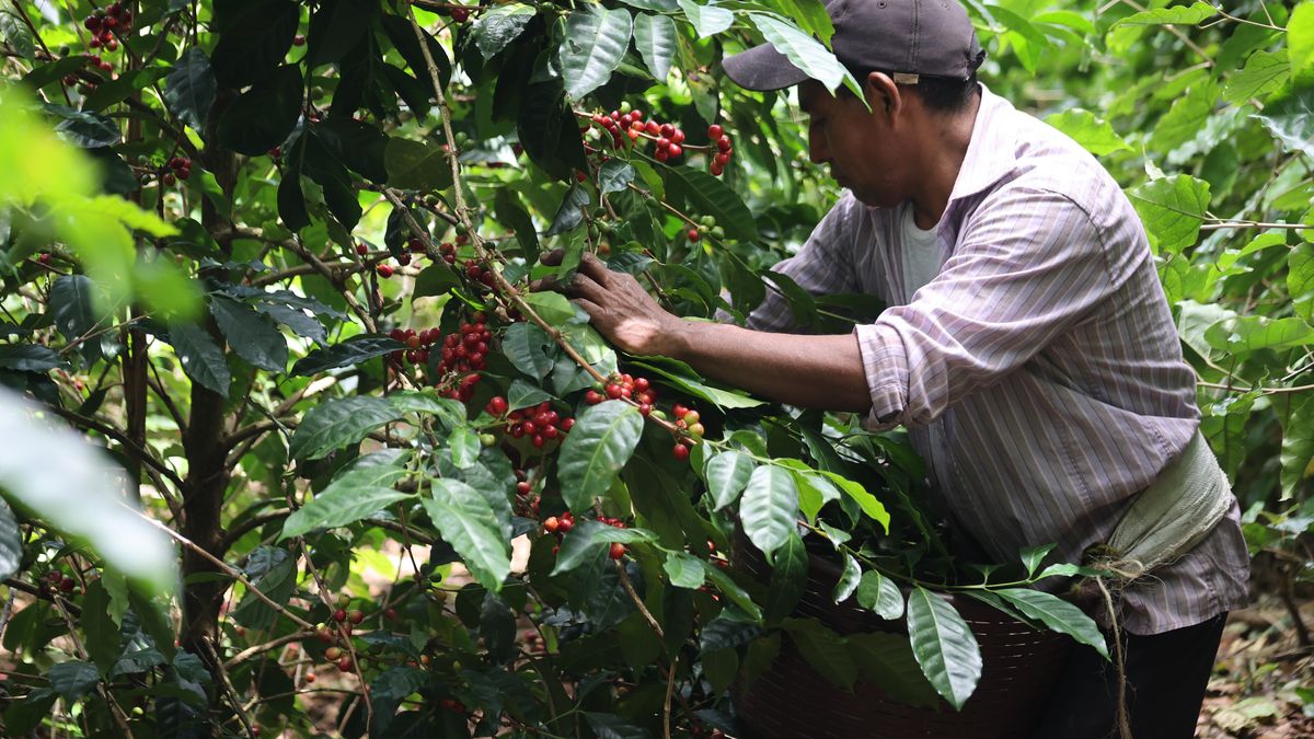 Café geisha panameño se impone subasta privada con más de 7.000 dólares ...