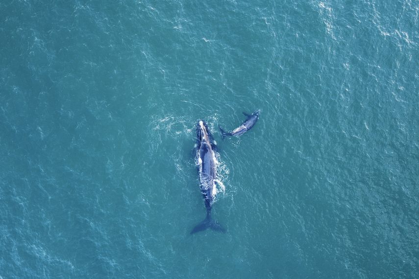 Naciones Unidas adoptará un tratado para proteger la altamar