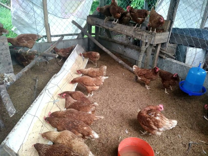 MIDA mantiene alerta por laringotraqueítis, hay pérdidas en el sector avícola