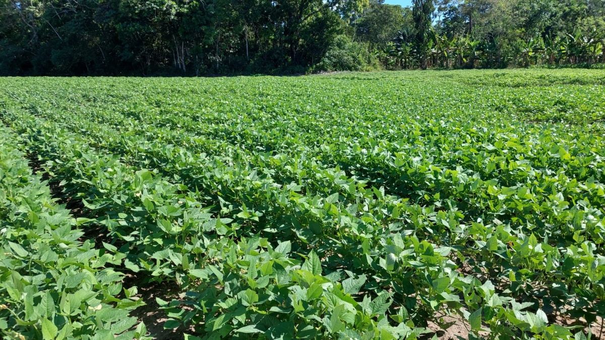 IDIAP amplía calidad de frijol Vigna en Chiriquí