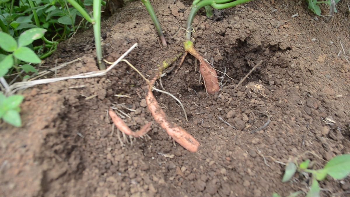 Agricultura expone la experiencia de los productores del camote