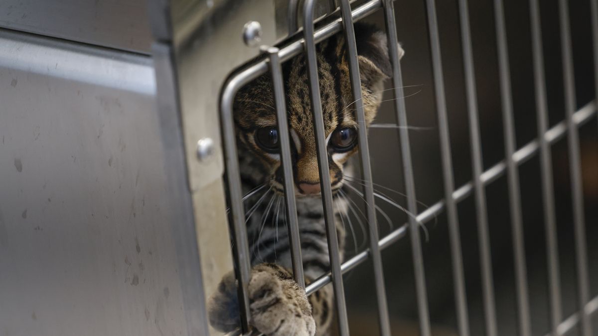 Cindytea4 leaked nude my favorite agency Erotes VIP reached