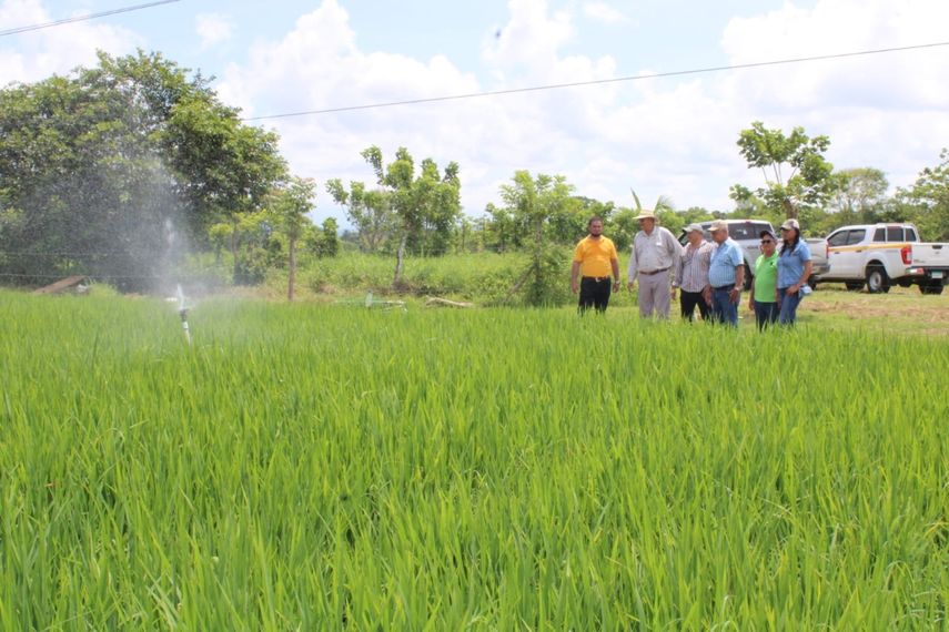Chiriquí: Evalúan variedades de arroz bajo sistema de riego