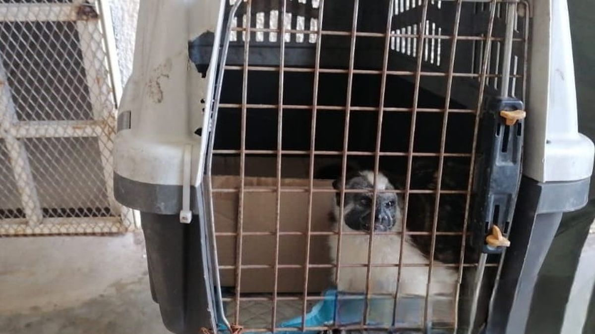 MiAmbiente rescata a mono tití y a dos perico barbinaranja