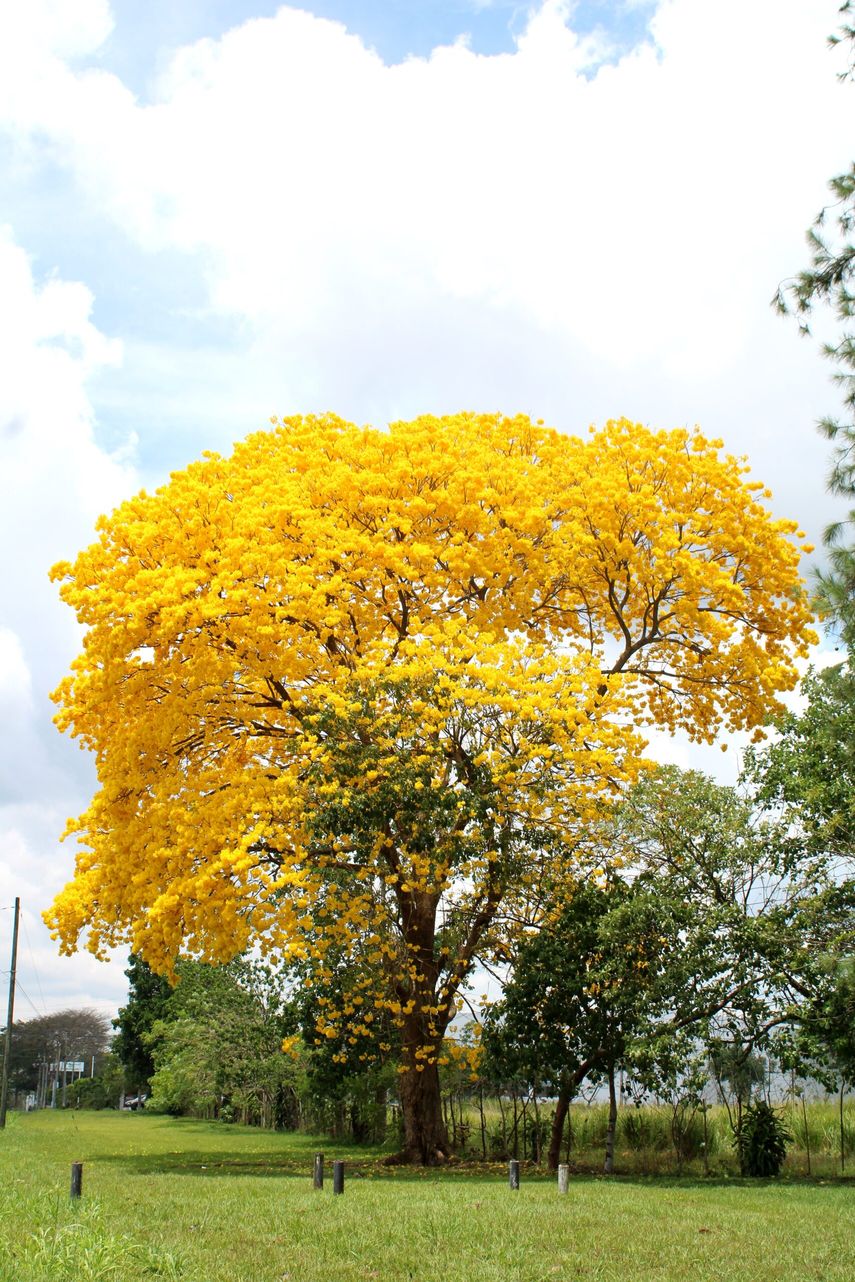 Temporada del Guayacán, un espectáculo de la estación seca