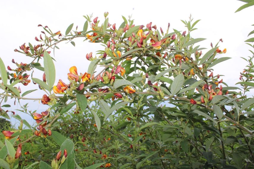 Chiriquí: Avanzan estudios para cuidar el cultivo de guandú