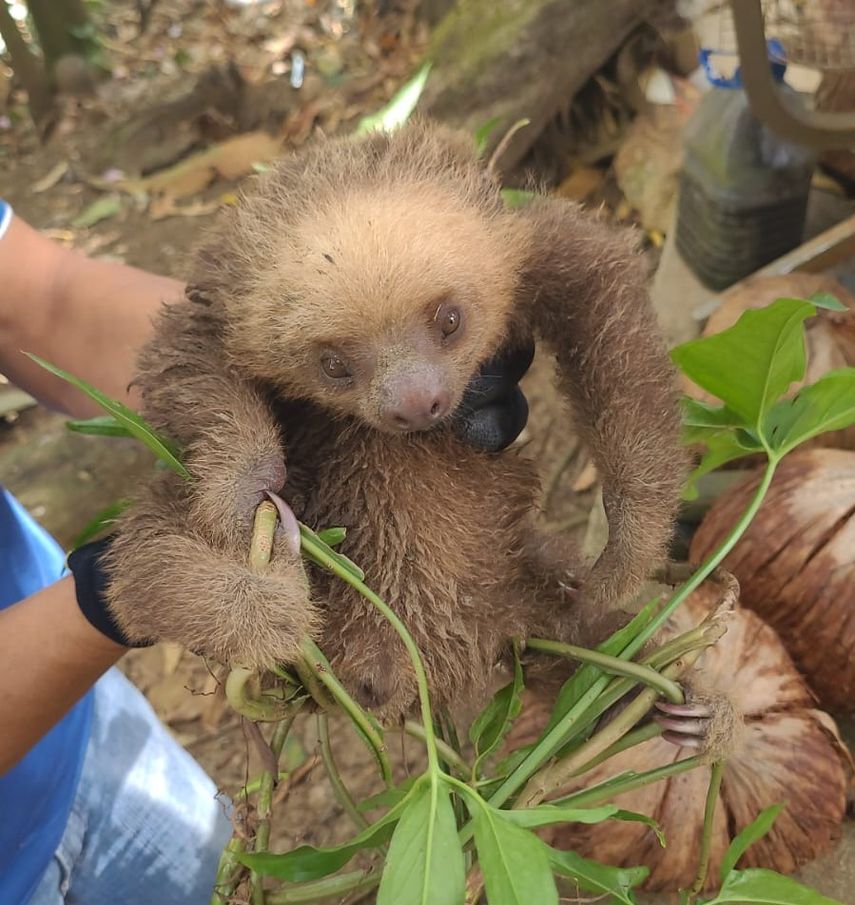Crece presencia de animales silvestres en residenciales