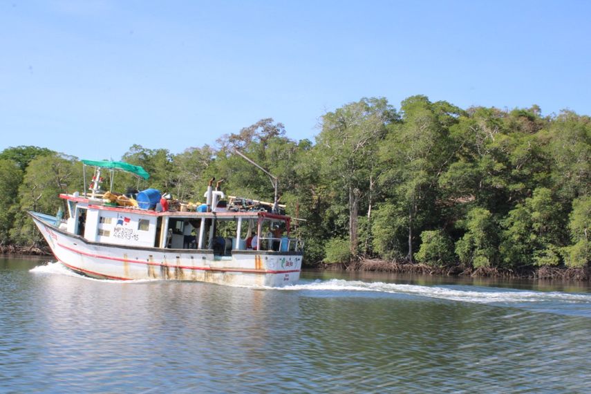 Panamá, país con mayor cobertura de manglar en Centroamérica