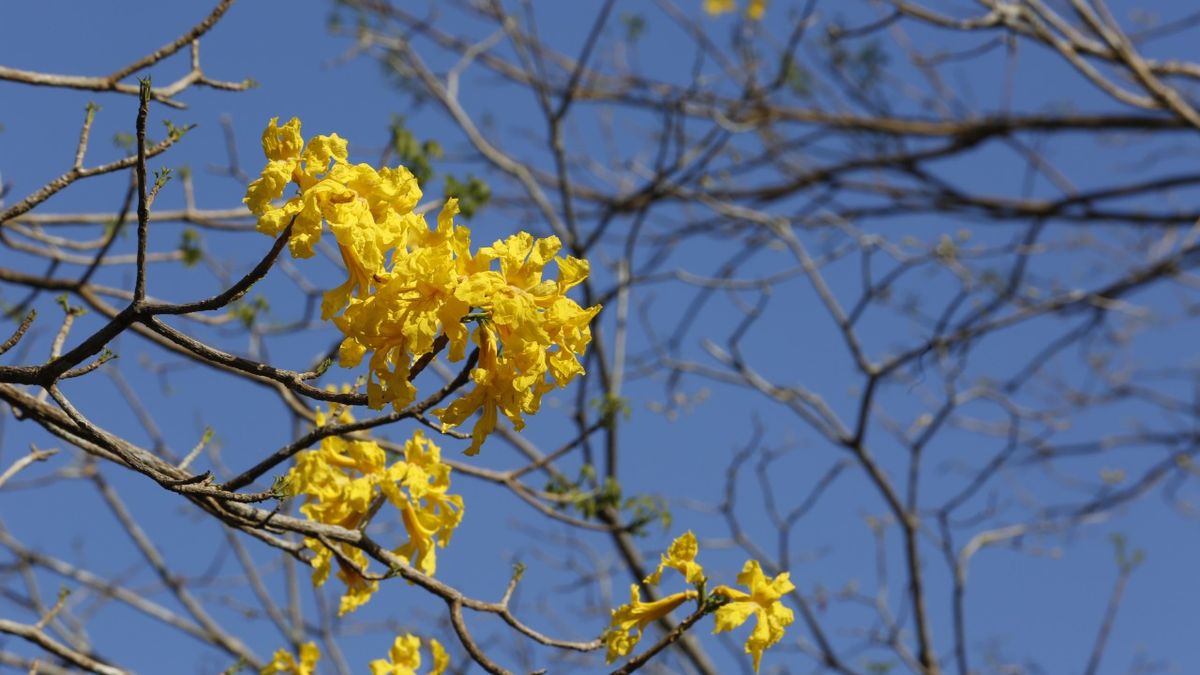 Panamá se tiñe de amarillo con sus árboles de Guayacán