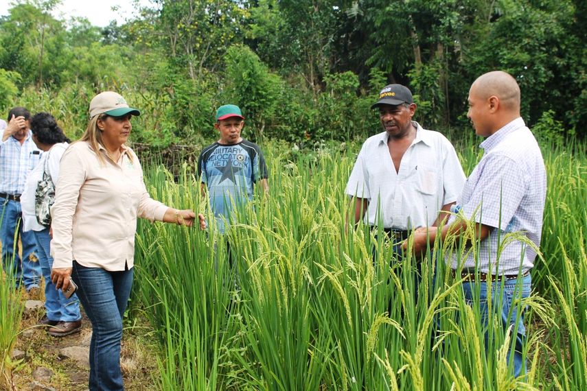 Alanje: Etapa de cosecha de arroz está en máxima capacidad