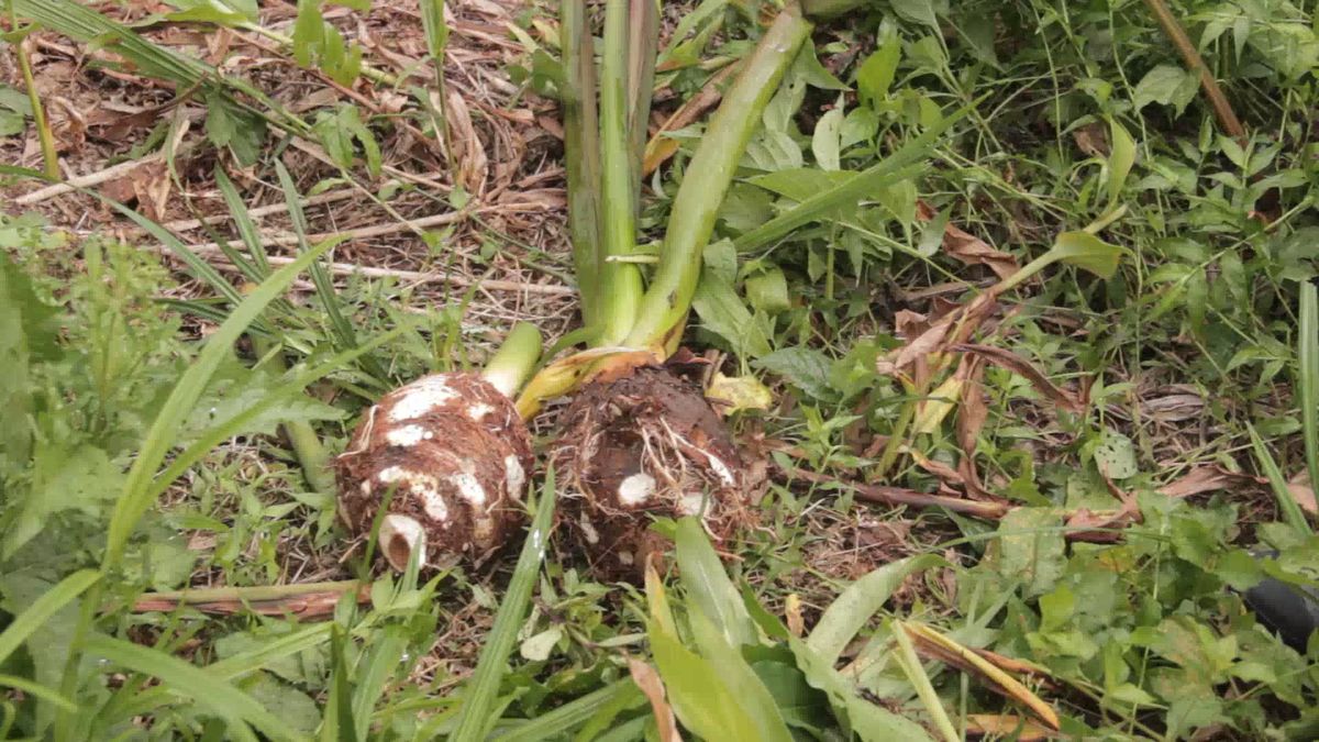 ¿Sabes qué es el Dazen?, descúbrelo en Agricultura