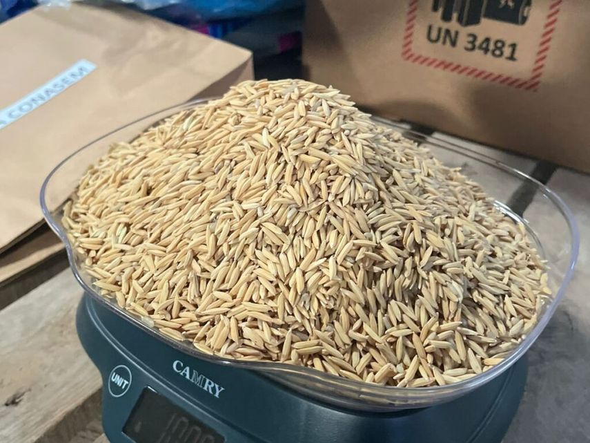 Panamá exporta más de 80.000 kilos de semillas de arroz de alta calidad ...