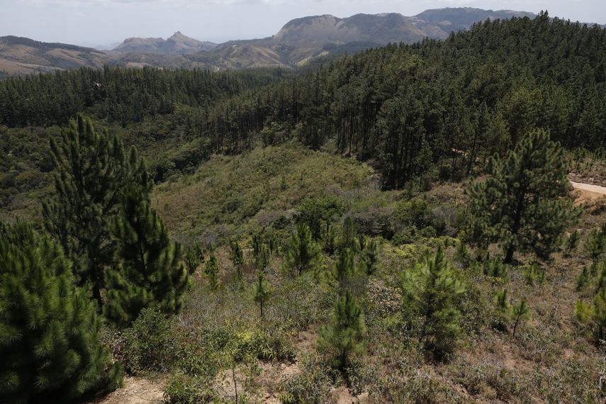 ¿Conoce la grandeza de los bosques en Panamá?