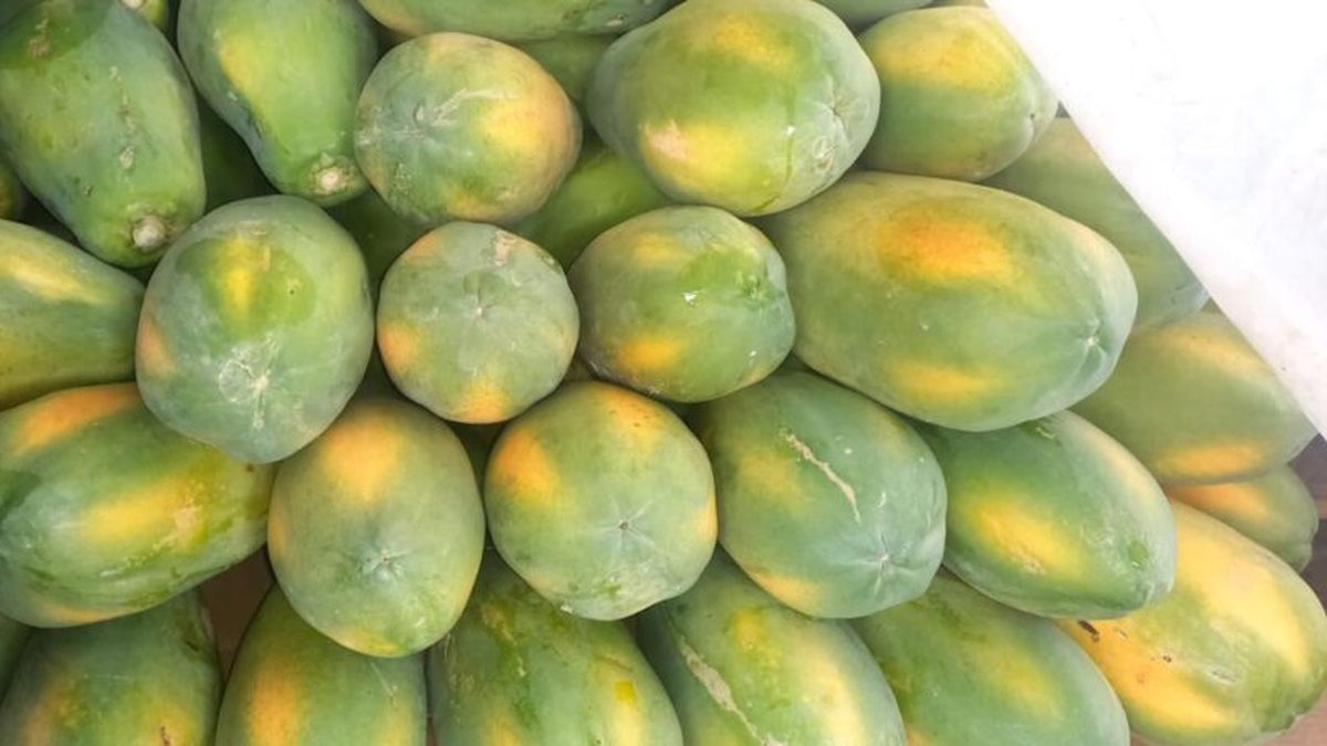 Chiriquí: MIDA imparte capacitación sobre cuidado de papayas Chiriquí: MIDA imparte capacitación sobre cuidado de papayas
