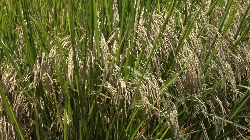 Alanje: Liberan nueva variedad de arroz del Idiap