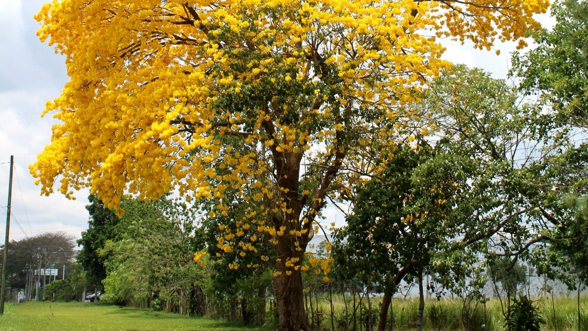 Temporada del Guayacán, un espectáculo de la estación seca