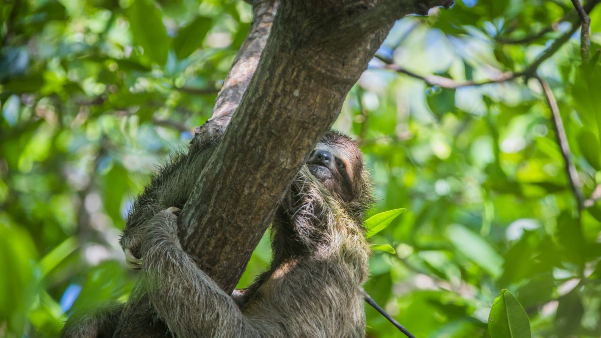 Panamá, ejemplo de armonía entre biodiversidad y desarrollo sostenible