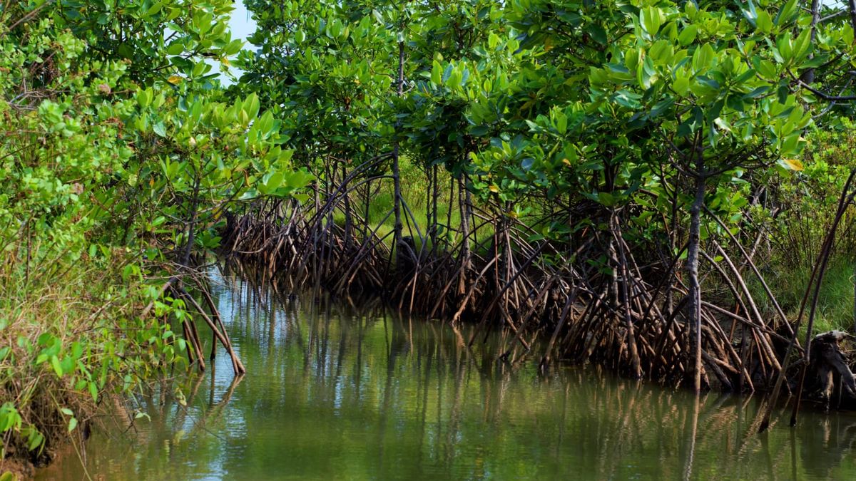 Panamá da pasos para medir el carbono azul de sus manglares