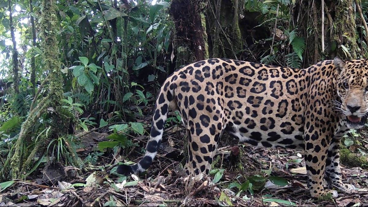 MiAmbiente: Avances en monitoreo de los jaguares en Panamá