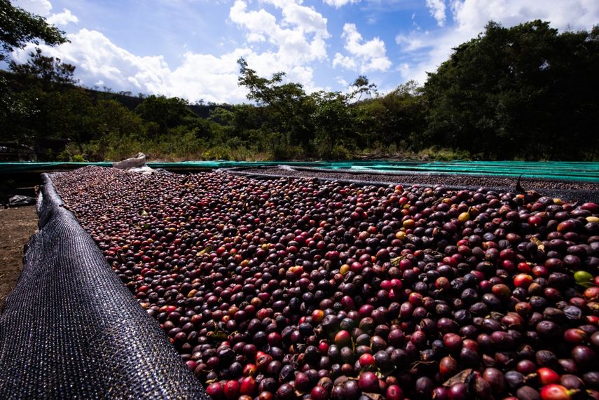 Café Geisha de Panamá rompe barreras en subasta 2022