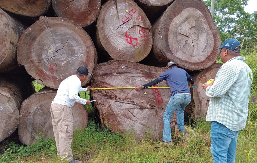 Ministerio de Ambiente reporta madera ilegal en patios de Darién
