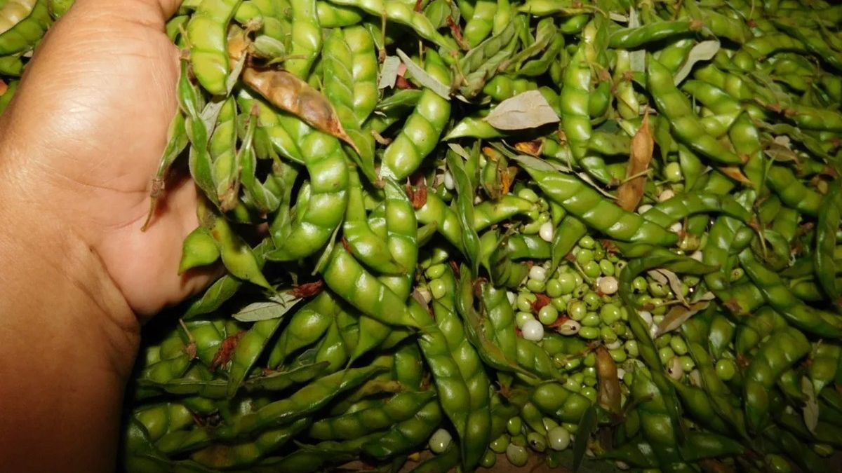 IDIAP: Seleccionan guandú con buenas características