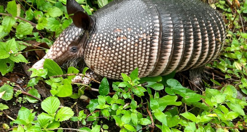 MiAmbiente en Chiriquí rescata a 42 animales silvestres