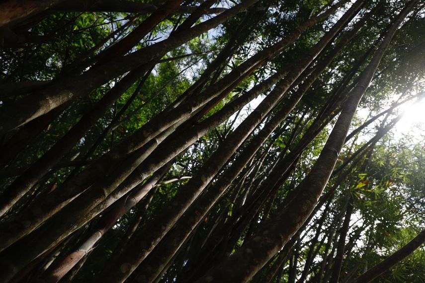 Parque Municipal Summit logra certificación de Jardín Botánico luego de ...