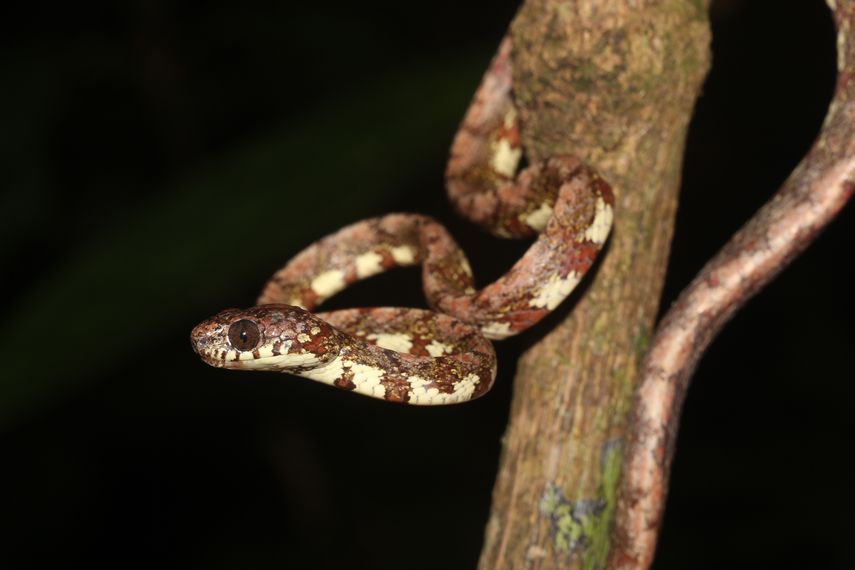 Panamá descubre nueva especie de serpiente