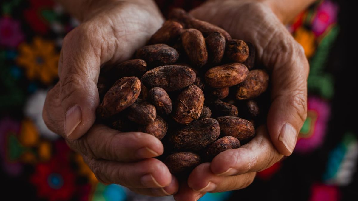 Panamá busca posicionar su cacao fino con adhesión al Convenio ...